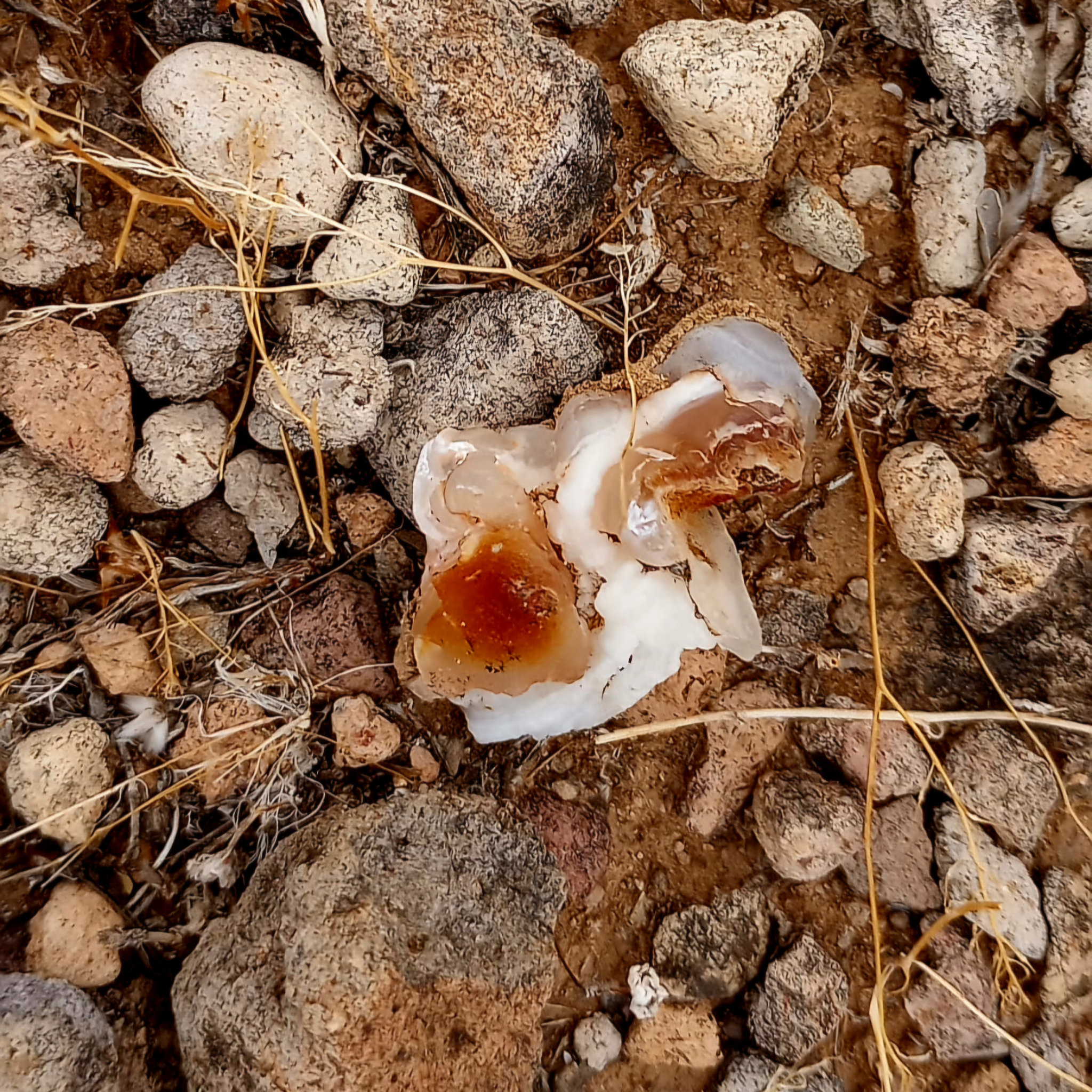 Rockhounding in Arizona – Saddle Mountain Fire Agate! Rare Gems and ...